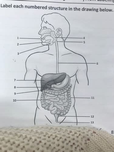 Labeling The Digestive System Flashcards Quizlet