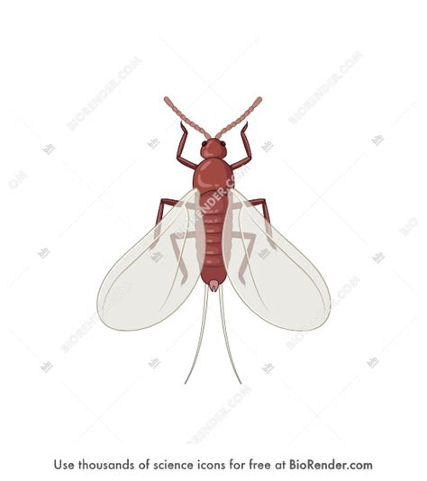 Free Citrus Mealybug Planococcus Citri Male Icons Symbols And Images