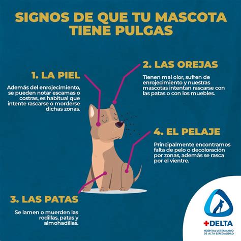Signos De Que Tu Mascota Tiene Pulgas Delta Life