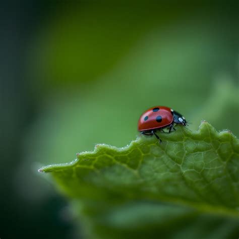 Ladybug Navigating Intricate Veins Of Green Leaf Digital Art By