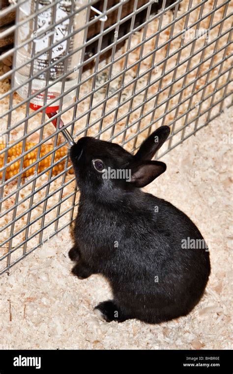 Young black rabbit for sale in a gardern centre pet shop with clean ...