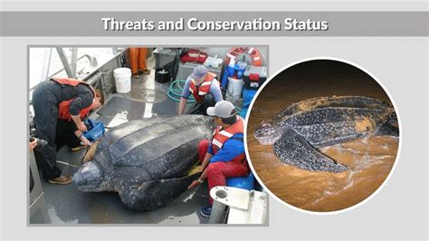 Leatherback Sea Turtles Diet Habitat Behaviors Lifecycle