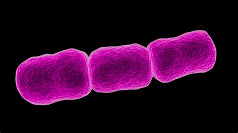 3d Model Streptococcus Turbosquid 2223767