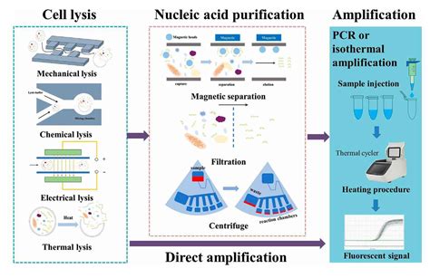 nucleic acid testing types and applications explained boc sciences