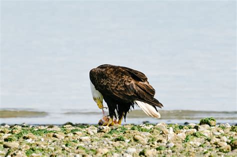 퓨젯 사운드 해변에서 물고기를 먹는 대머리 독수리의 뒤에서 보기 0명에 대한 스톡 사진 및 기타 이미지 0명 고리 발톱