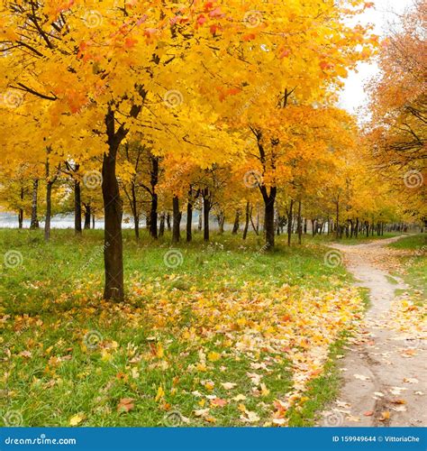 Autumn In The Park Maple Trees With Yellow Leaves Near Path Fall Landscape With Maple Tree