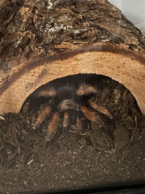 Lawnmower Unknown Sex Bought To Get Over My Fear Of Spiders And Its