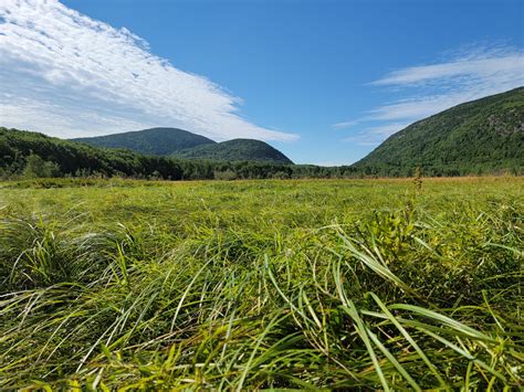 The Meaning Of A Meadow Schoodic Institute