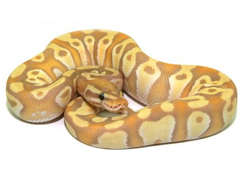 Morph List World Of Ball Pythons