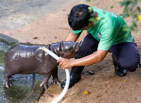 Thailand Rejects Criticism Over Pygmy Hippo Moo Dengs ‘lifetime Of