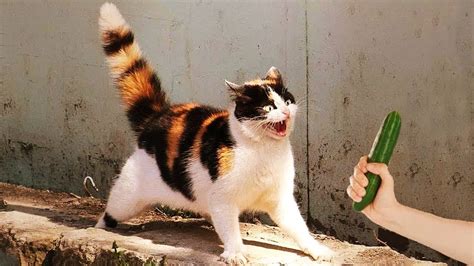 Impossible Try Not To Laugh 😍😂 Funniest Catss 2024 😅🐈 Youtube