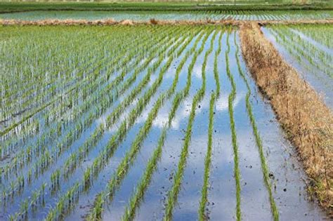 【2023年最新】全国『美味しいお米の生産地』人気おすすめランキングtop10