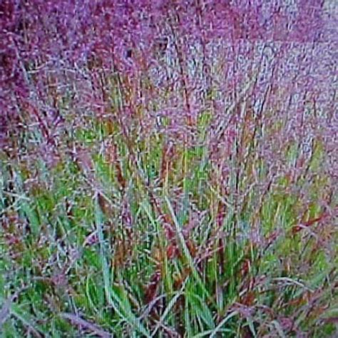 Red Shenandoah Switch Grass Etsy
