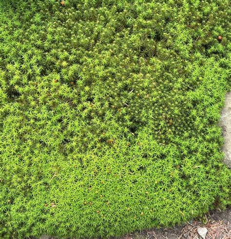 Moos Ein Guter Luftreiniger Rhöner Gartenfreunde