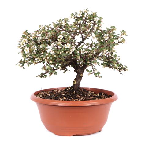 Cotoneaster Microphyllus ‘cochleatus‘ Dwarf Creeping Cotoneaster