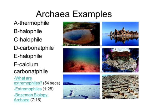 Examples Of Archaebacteria And Their Scientific Names