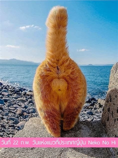 Japan อร่อยสุดๆ 🐱 🐈สุขสันต์ วันแห่งแมวเหมียว เหมี๊ยวว