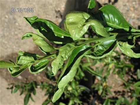 Thrip Damage Elgin Nursery And Tree Farm Phoenix Az