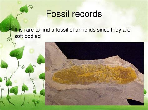 Ppt Annelids Powerpoint Presentation Free Download Id 3420962