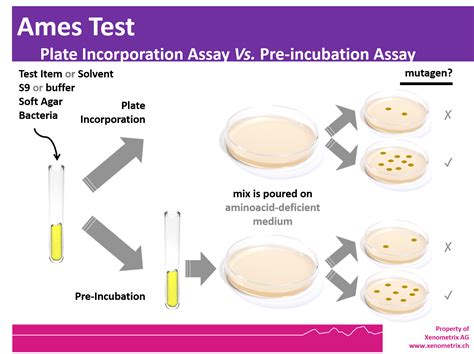 Ames Test Salmonella At Jasper Gunson Blog