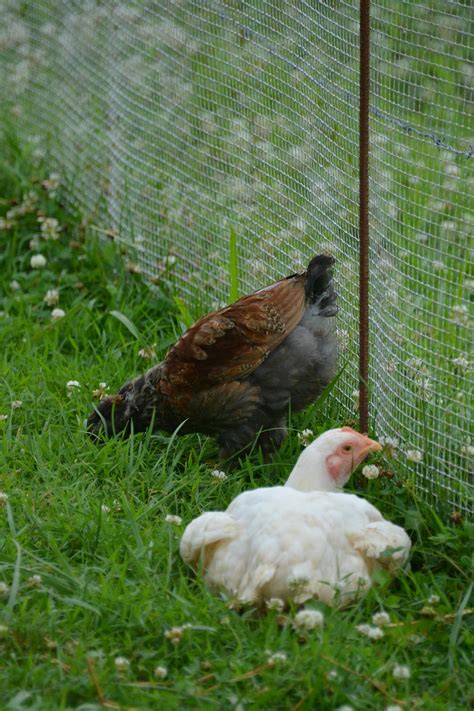 Little House On The Dairy Layers Vs Broilers