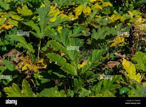 Hogweed géant Heracleum mantegazzianum contre le ciel bleu Sécher l