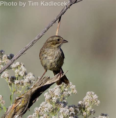 Song Sparrow East Cascades Audubon Society