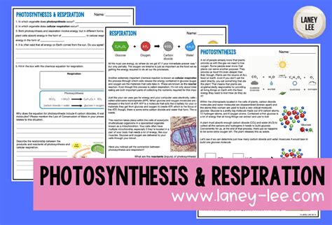 Photosynthesis And Respiration Worksheet Dev Onallcylinders