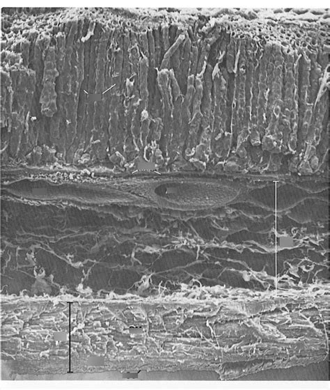 Gi Histology 3 Diagram Quizlet