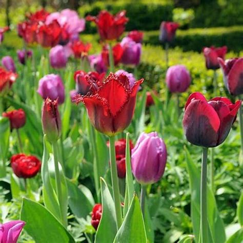 Tulipa Arma Fringed Tulip