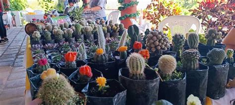 Mefcca Realiza Feria Navideña Del Cactus Y Suculentas