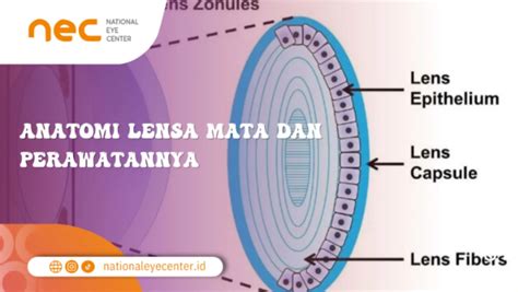 Blefaritis Pengertian Jenis Penyebab Gejala And Cara Mengobati