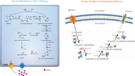 Microbial Production Of Ectoine A Review Acs Synthetic Biology
