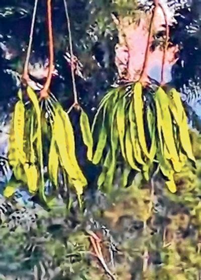 Yongchak Venture Yields Rich Dividends The Sangai Express Largest Circulated Newspaper In