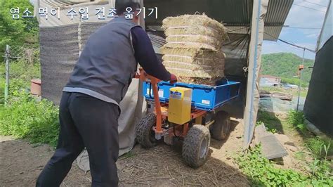 귀농 8년 염소농장 수입 건초 사육장에 옮기기 Goat Farm Imported Hay Kindergarten Youtube