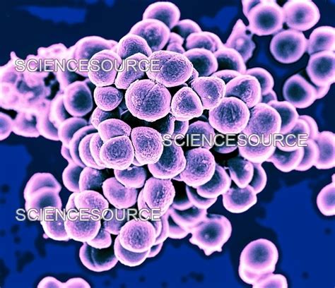 Staphylococcus Epidermidis Bacteria S Stock Image Science Source