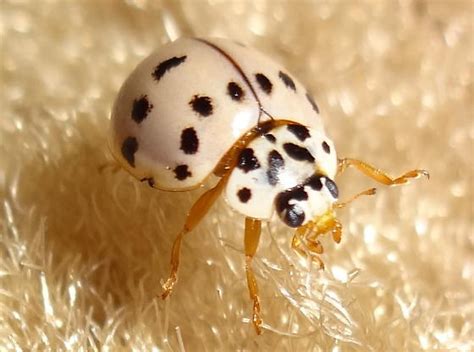 Unknown Ladybug Olla V Nigrum Bugguide Net