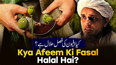 Kya Afeem Ki Fasal Halal Hai Ask Mufti Tariq Masood YouTube