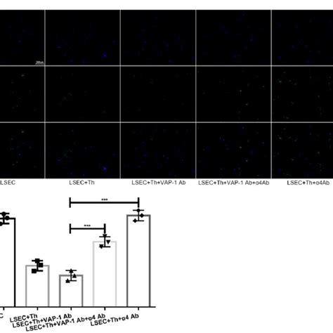 Expression Of Cd34 On Lsecs In Each Group After In Vitro Coculture For
