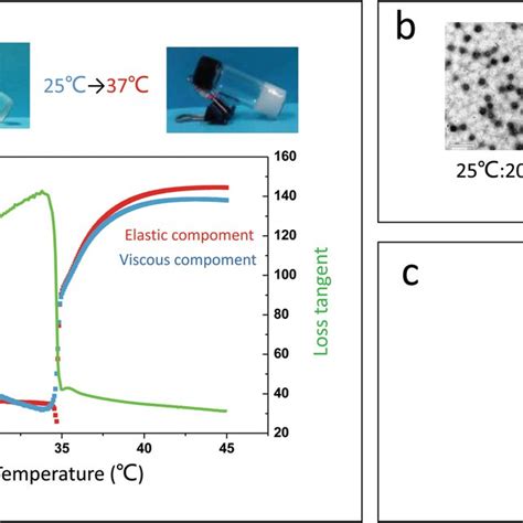 Temperature Sensitive Pib Nanogel Solgel Phase‐transition Behaviors