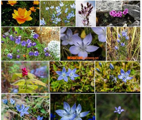 辐状肋柱花 Lomatogonium rotatum 拉丁名学名属名科名植物生活型图片