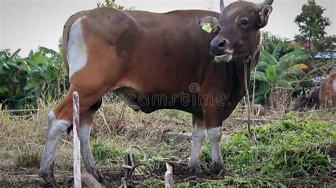 Beefmaster Cattle Standing In A Green Field Stock Video Video Of