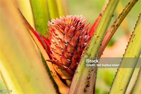 아나나 코모서스 또는 파인애플은 육즙이 많고 향기로운 열대 과일입니다 감귤류 과일에 대한 스톡 사진 및 기타 이미지 감귤류 과일 건강한 생활방식 건강한 식생활