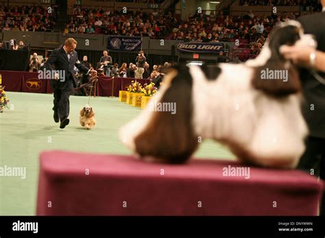 Feb 14 2006 Manhattan New York Usa As An Ascob Cocker Spaniel Is