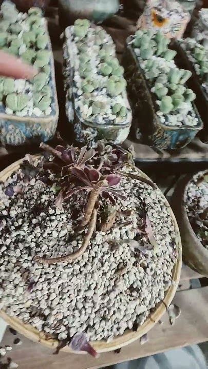 2024년 8월 12일 그늘막에 에어컨 선풍기가 돌아가는 하우스는 다육이 바위솔들 모두 잘 자라주고 있습니다 바위솔은 역시 비 안맞치고 그늘 막이 있어면 와따입니다