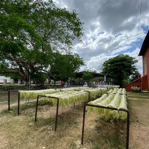 Descubre Los Encantos De Mérida Yucatán Actividades Imprescindibles