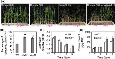 What Affects Stomatal Density Artoflasopa