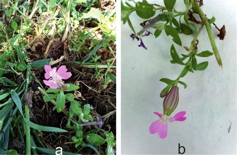 A Silene Pendula L Found On 29 05 2021 In The Area Of Gelemenovo Download Scientific Diagram