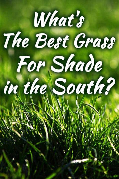 Whats The Best Grass For Shade In The South