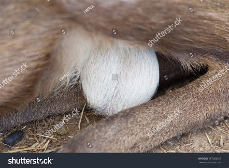 Deer Balls
